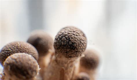 Uprawa Grzybów Shiitake Hodowanie Grzybów W Domu Zdjęcie Stock Obraz