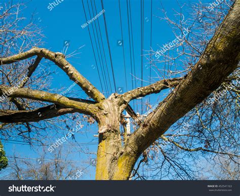 Tree Trimming Power Lines Images Stock Photos Vectors Shutterstock