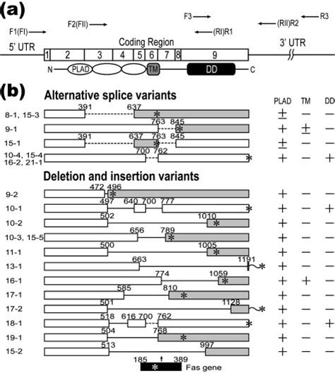 Schematic Representation Of The Normal And The Defective Fas Genes In Download Scientific