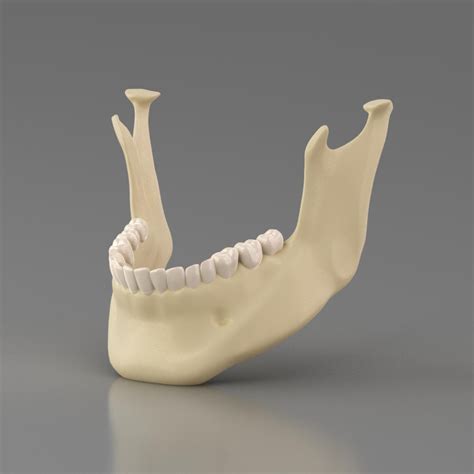 Obj Jaw Mandible