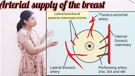 Breast Anatomy Part 2 Breast Blood Supply And Nerve Supply Youtube