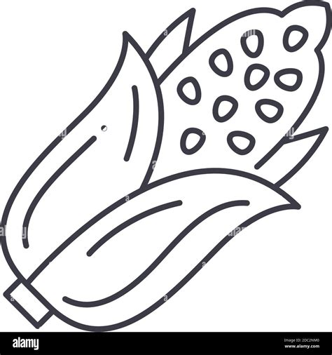 Corn Icon Linear Isolated Illustration Thin Line Vector Web Design Sign Outline Concept
