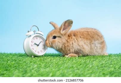 White Rabbit With Clock Stock Photos Images Photography Shutterstock