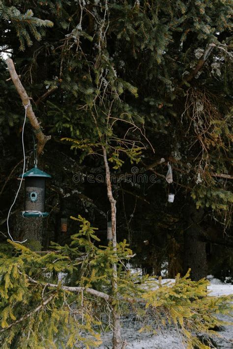 Bird Feeder Suspended From A Tree Branch In A Lush Green Forest Setting Stock Photo Image Of