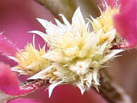 10月26日の今日の花 今日の花