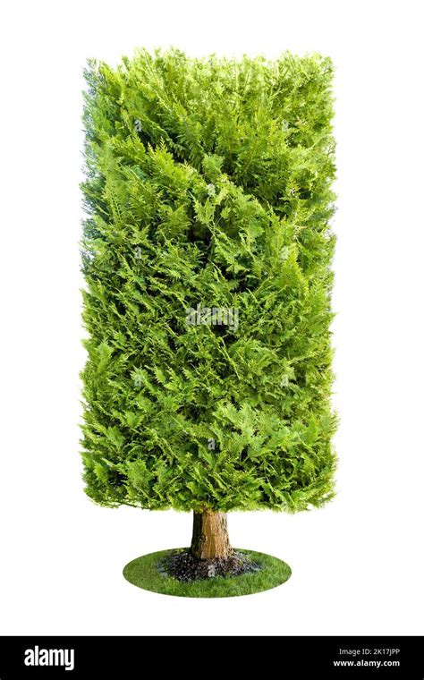 Decorative Rectangle Evergreen Tree Isolated On White Background Stock Decorative Rectangle Evergreen Tree Isolated On White Background Stock