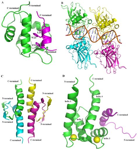 Ijms Free Full Text Molecular Dynamic Simulation Insights Into The