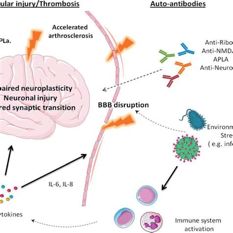 Proposed Pathogenesis Of Neuropsychiatric Lupus [by Muscal Et Al 2010] Download Scientific