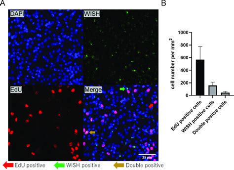 Expression Of Empim In Echinococcus Mv A Wish On E Multilocularis Download Scientific