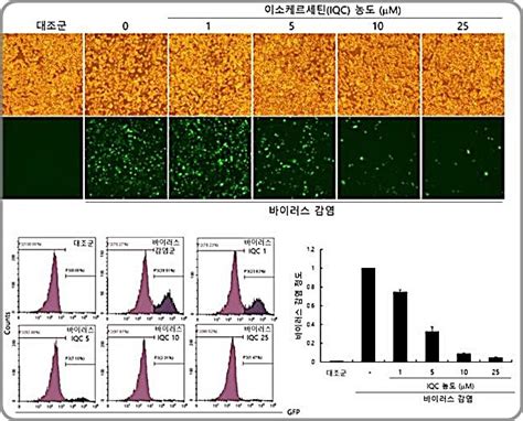 연잎 신·변종 인플루엔자 바이러스 치료 가능성 증명돼 파이낸셜뉴스