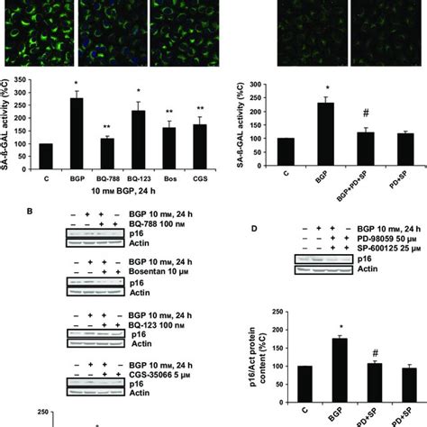 Hyperphosphatemia Modulates The Endothelin System In Human Endothelial Download Scientific
