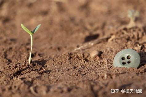 土壤的肥力氮磷钾的管理 知乎