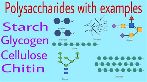Starch Polysaccharide