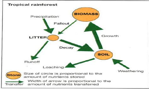 38 Nutrient Cycle Diagram