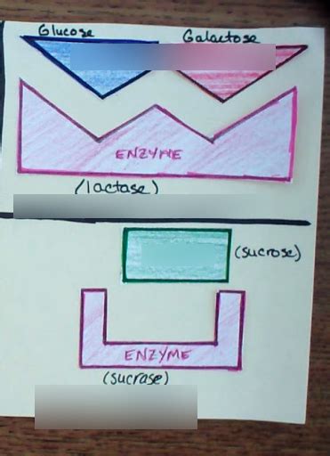 Hydrolysis And Dehydration Synthesis Step 3 Diagram Quizlet