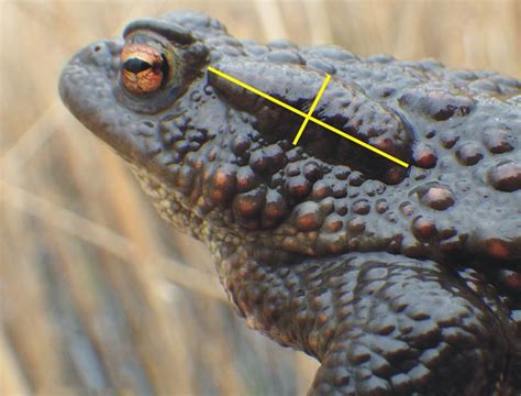 True Toads Parotid Gland A Fascinating Feature