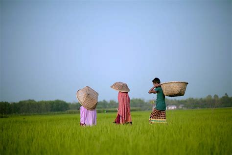 경작 경치 경치가 좋은 공동체 농업 기와 낮 활동 노동 논 농경문화 농경지 농부 농업 농업 작업 농업 현장 농작물 농장 농지 농촌 생활 농촌