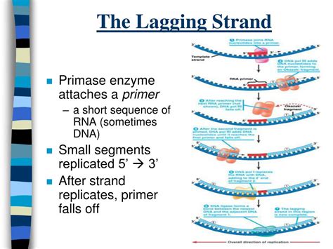 Ppt Dna Powerpoint Presentation Free Download Id 2648369