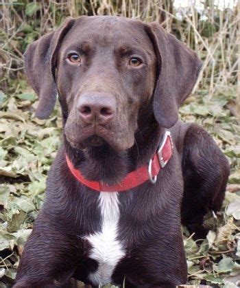 Pointer Chocolate Lab Mix