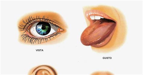 Organos De Los Sentidos Cuales Son Los Organos De Los