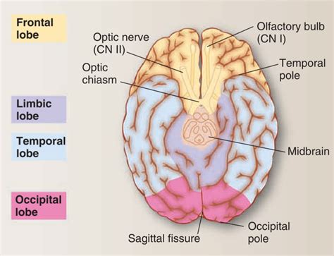 Diagram Of Cerebral Cortex Quizlet