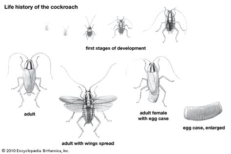 Cockroach Definition Description Pests Life Cycle Taxonomy Facts