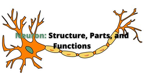 Neuron Structure Parts And Functions