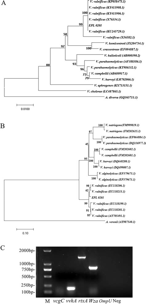 Molecular Identification And Virulence Gene Detection Of Strain Epl