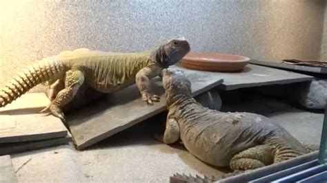 Egyptian Uromastyx Th Mating Attempt YouTube