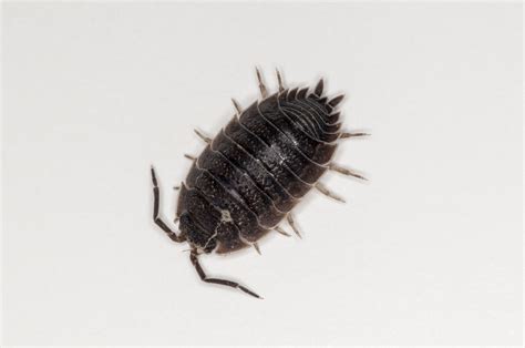 Sow Bug And Pill Bug Control