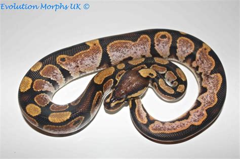 The Royal Python Forum Sugar Is Sweet