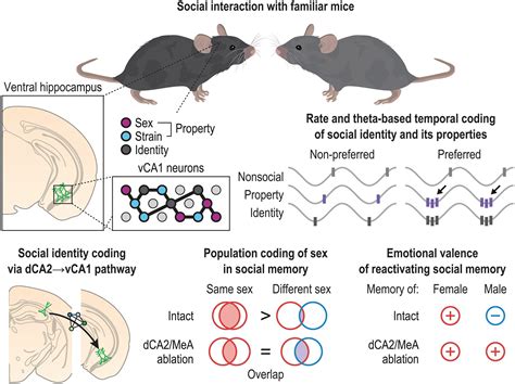 Representation Of Sex Specific Social Memory In Ventral Ca1 Neurons Science