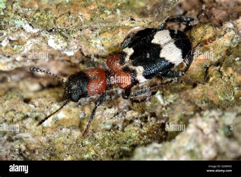 Ant Beetle Thanasimus Formicarius On Bark Black And White Insect In
