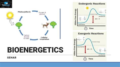 Introduction Of Bioenergetics