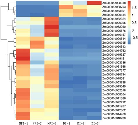 Cluster Map Of Differentially Expressed Genes In Maize Root During The Download Scientific