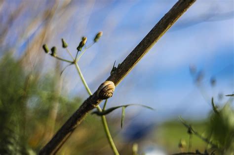 Snail Shell Slug Free Photo On Pixabay