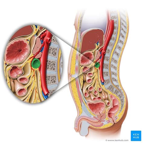 Horizontal Part Of Duodenum Pars Horizontalis Duodeni Image Paul Kim Superior Mesenteric