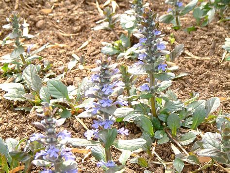 匍筋骨草 Ajuga reptans 科技研花图画书