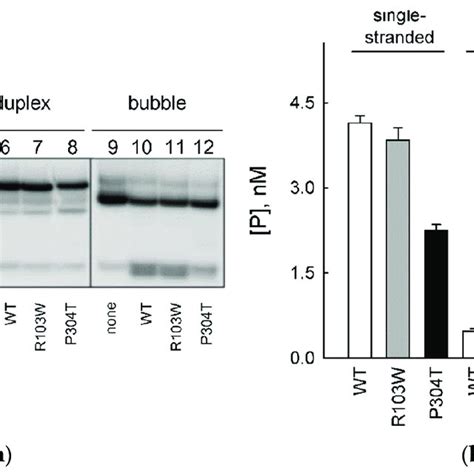 Cleavage Of Single Stranded Duplex And Bubble Dhu Containing