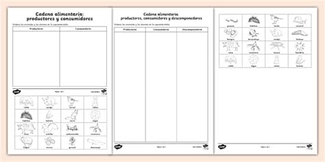 Cadena Alimentaria Teacher Made Twinkl