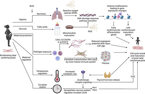 Heart Regeneration 20 Years Of Progress And Renewed Optimism Developmental Cell
