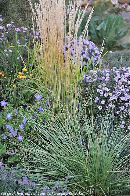 Овсяница Мэра (Festuca mairei) в садах Удольфа и не только | Flower ...