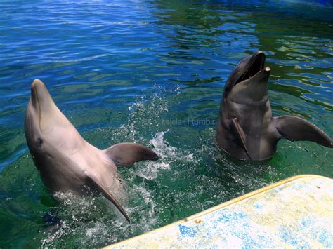 Wholphin