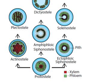Diferencia Entre Protostele Y Plectostele Pediaexpertos