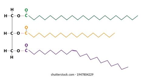 Triglyceride Structure Diagram