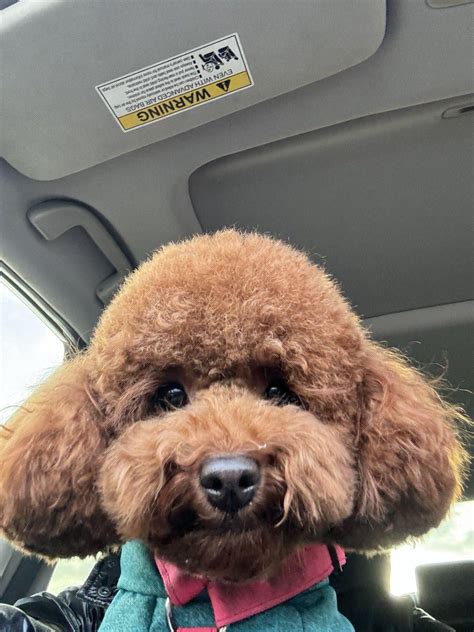 This Is Emmy Nice To Meet You R Poodle