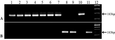Development Of Pcr Based Assay For The Detection Of Clr Sensitive And Download Scientific