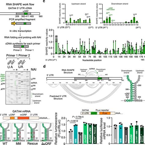Double Stranded Rna Element Cooperates With Initiation Codon To Double Stranded Rna Element Cooperates With Initiation Codon To