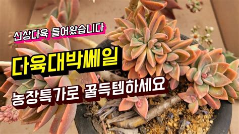 인천다육 ️농장헐값출하로 저렴한 신상다육이 구매하세요~ 인천 남동구 호구포로400 ☎️ 010 5316 7402 Youtube