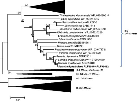 Maximum Likelihood Phylogenetic Tree Of A Fragment Of Pib 2 Atpase Of